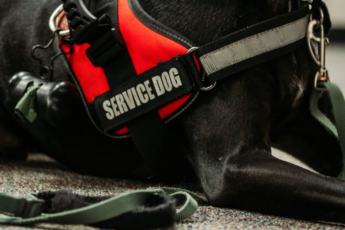 Service Dog Bites in AZ: State Laws, Your Rights, Compensation
